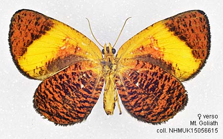 Papua Insects Foundation (Lepidoptera/Callidulidae/Petavia petavius)
